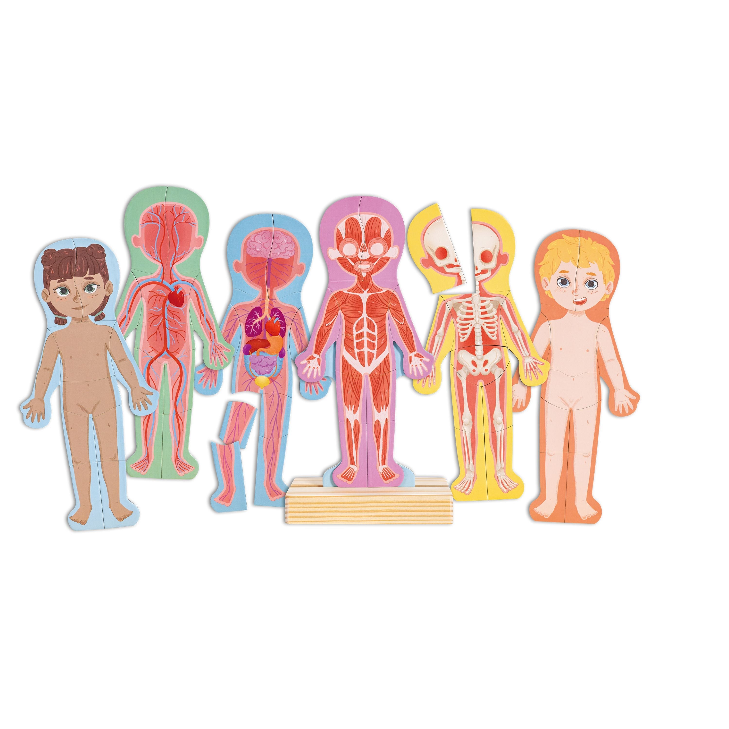 MAGNETIC Human Body – Hape Toys